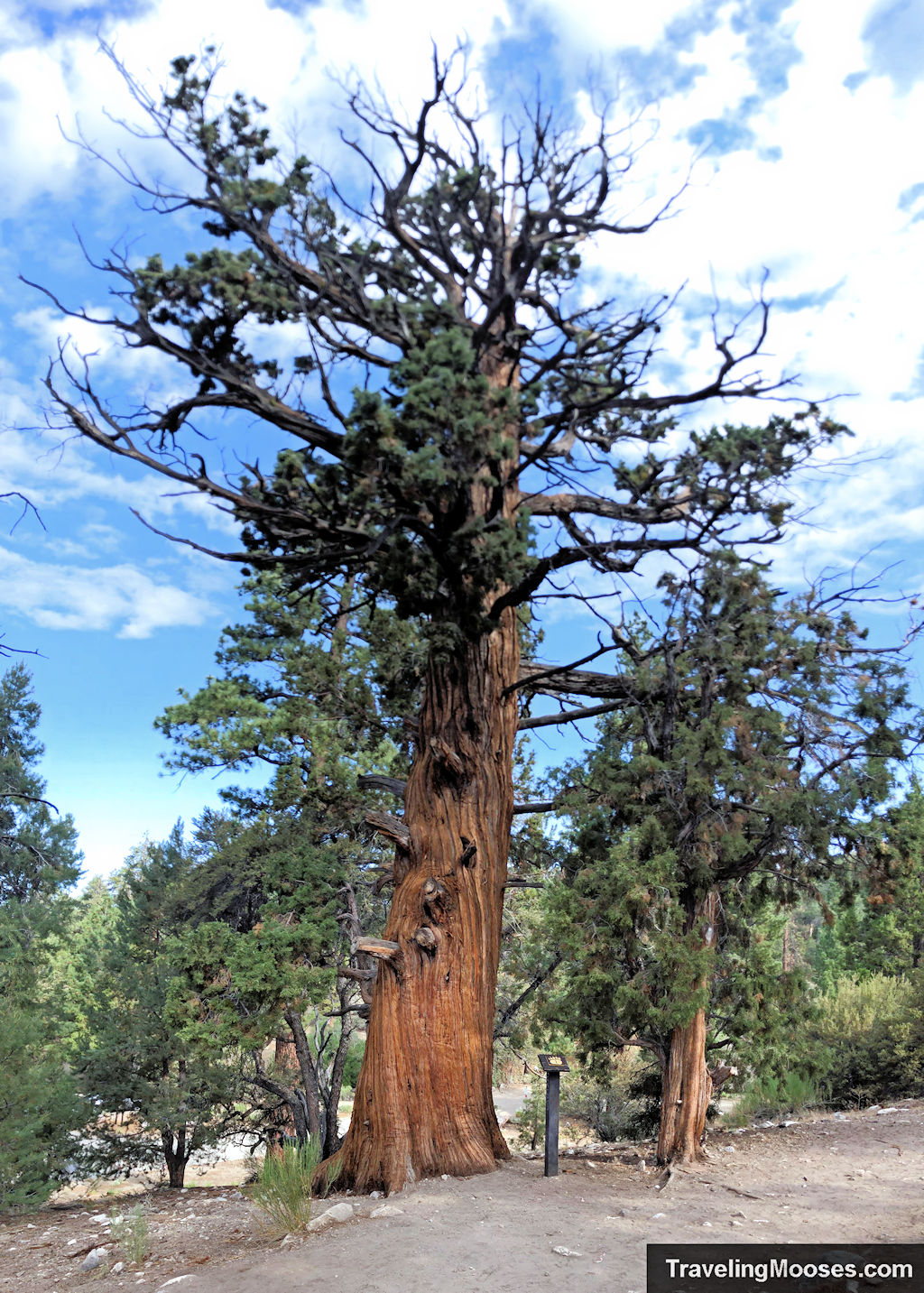 Woodland interpretive trail in Big Bear Lake – a complete guide