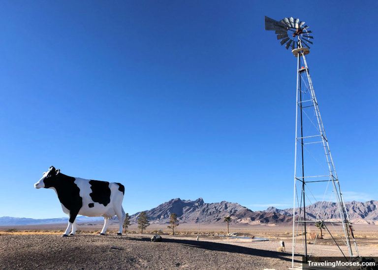 Big Bovine of the Desert - Amargosa Valley, NV | Traveling Mooses