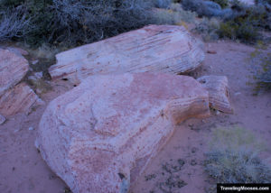 Explore Red Spring Boardwalk, Red Rock Canyon Nevada | Traveling Mooses