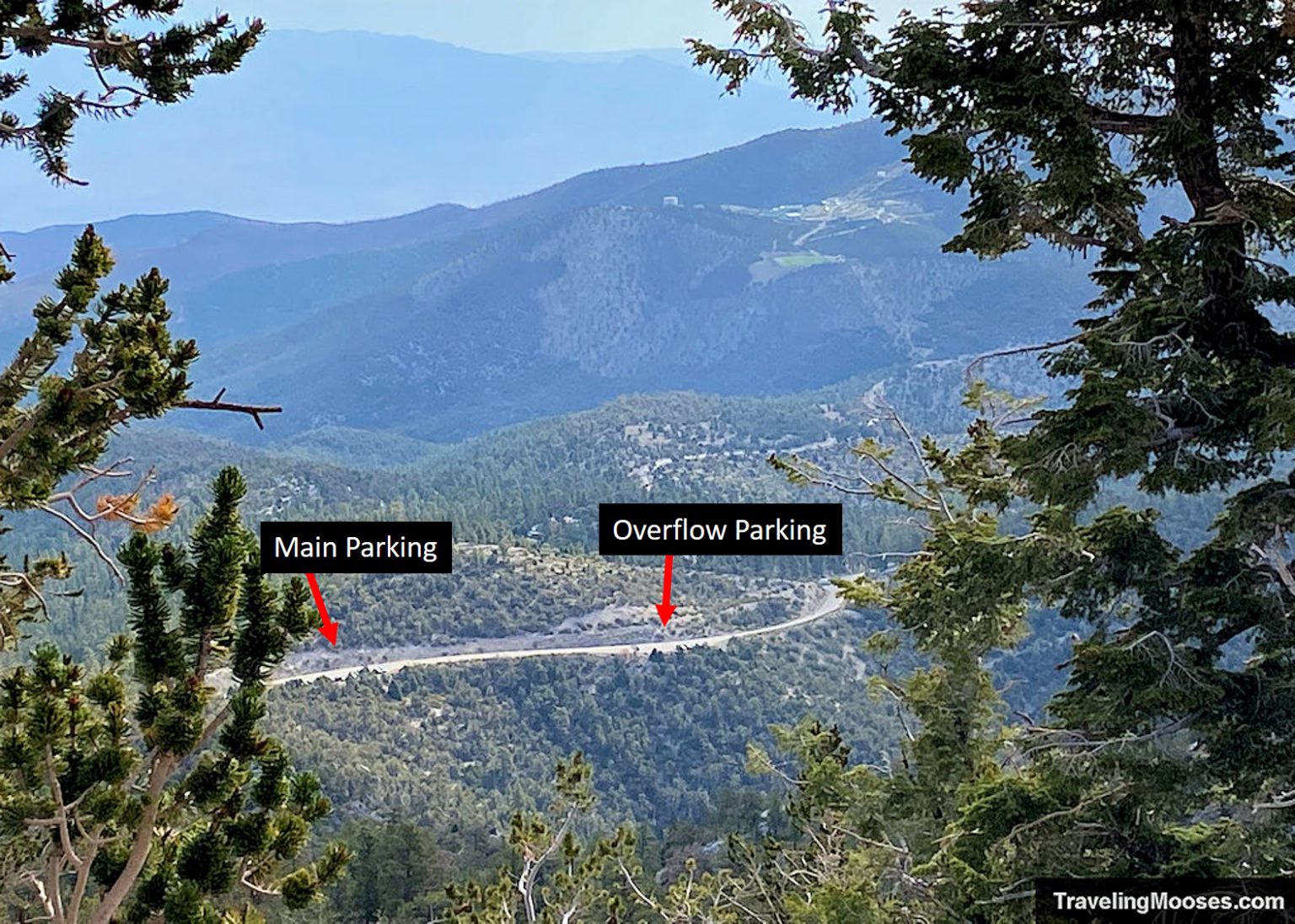 Raintree Trail, Mt Charleston NV: A 3,000 yr old bristlecone tree