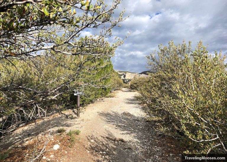 Raintree Trail, Mt Charleston NV: A 3,000 yr old bristlecone tree