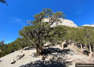 Raintree Trail, Mt Charleston NV: A 3,000 yr old bristlecone tree