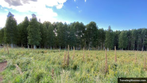 Hiking the Aspen Loop trail in Flagstaff, AZ | Traveling Mooses