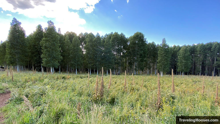 Aspen Loop Trail Review: Flagstaff, AZ | Traveling Mooses