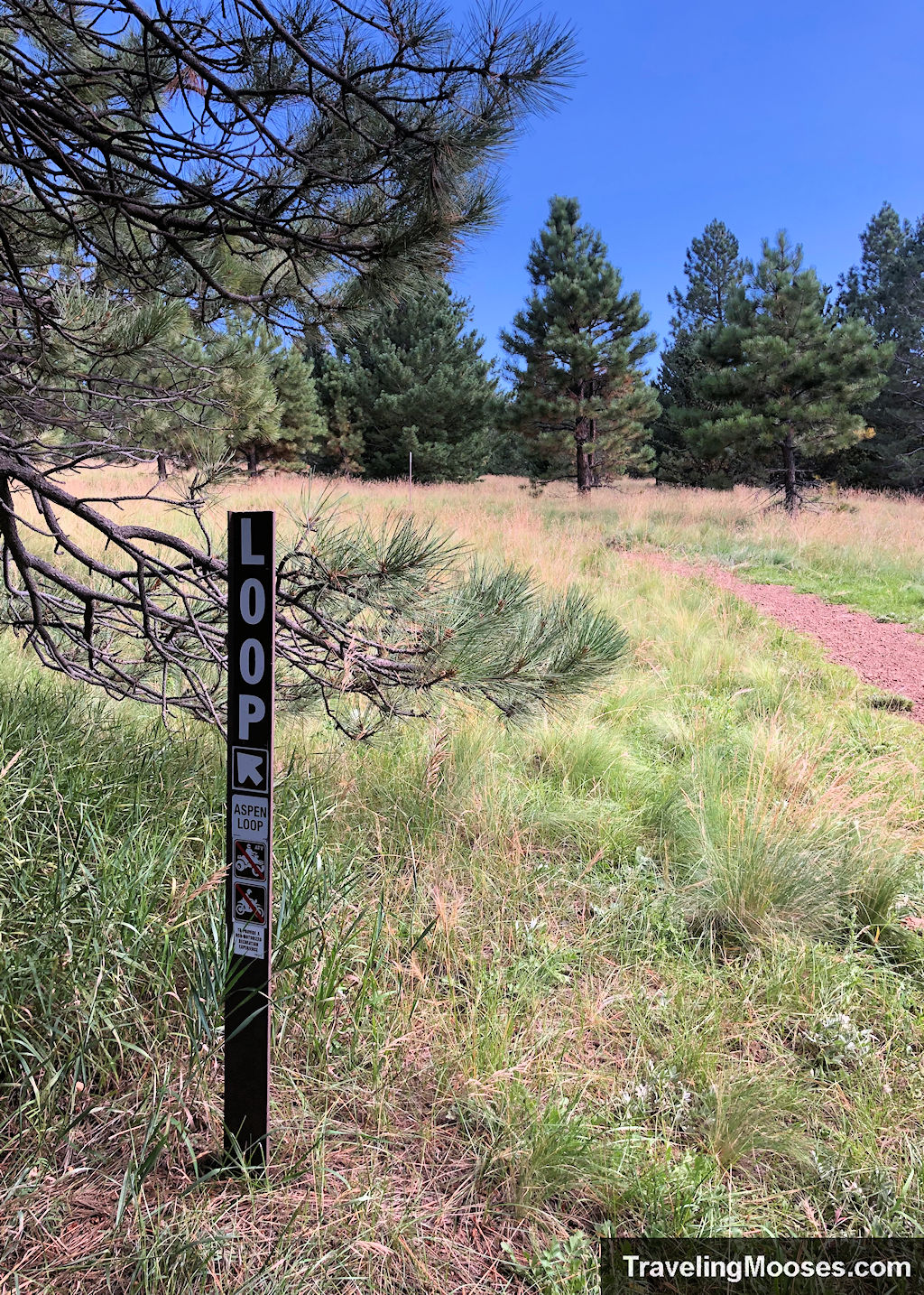 Hiking the Aspen Loop trail in Flagstaff, AZ | Traveling Mooses