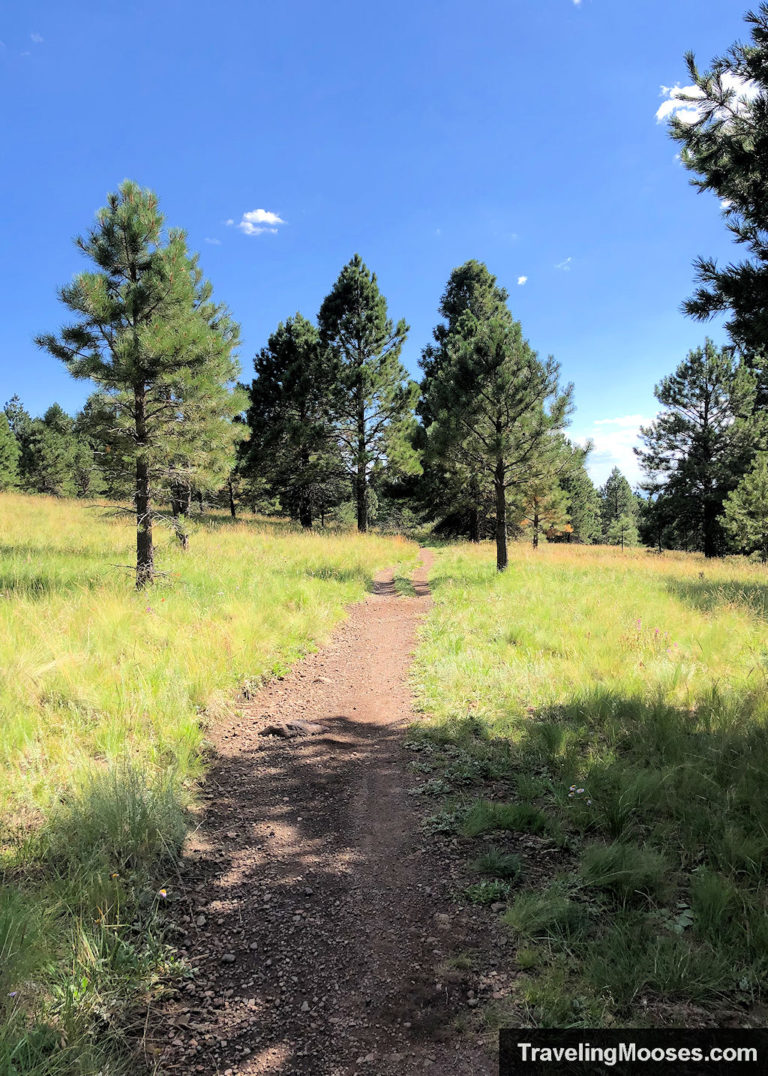 Hiking the Aspen Loop trail in Flagstaff, AZ | Traveling Mooses