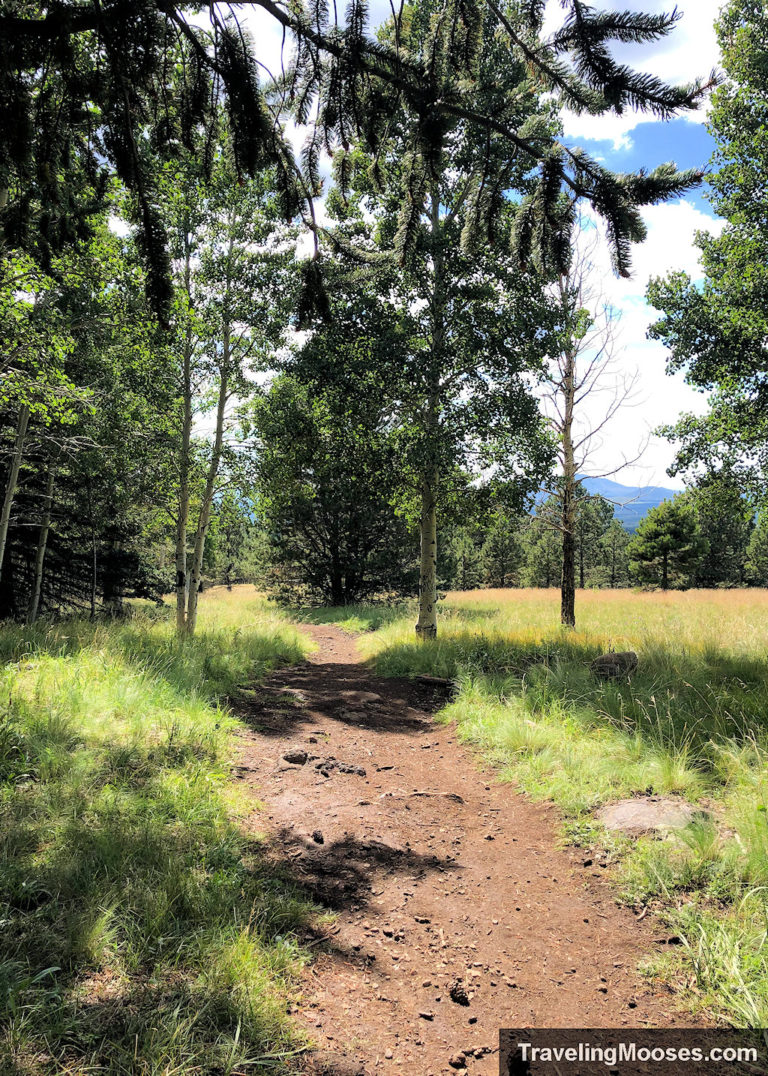 Hiking the Aspen Loop trail in Flagstaff, AZ | Traveling Mooses