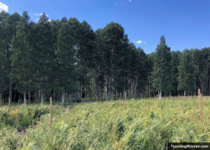 Hiking the Aspen Loop trail in Flagstaff, AZ | Traveling Mooses