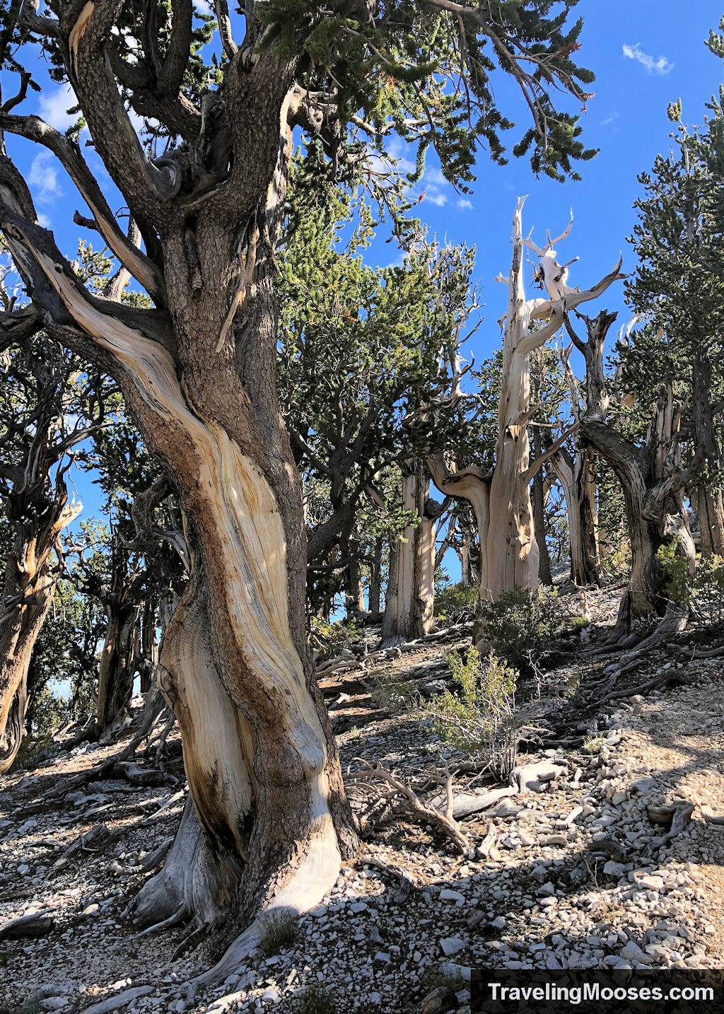 Hiking Fletcher Peak Trail, Mount Charleston, NV | Traveling Mooses