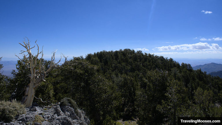 Hiking Fletcher Peak Trail, Mount Charleston, NV | Traveling Mooses