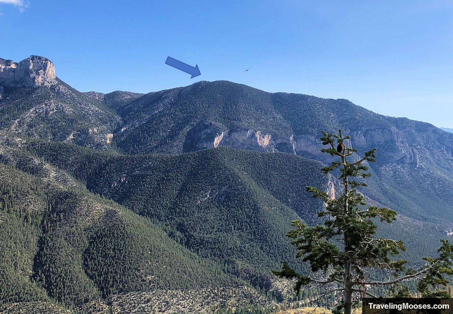Hiking Fletcher Peak Trail, Mount Charleston, NV | Traveling Mooses