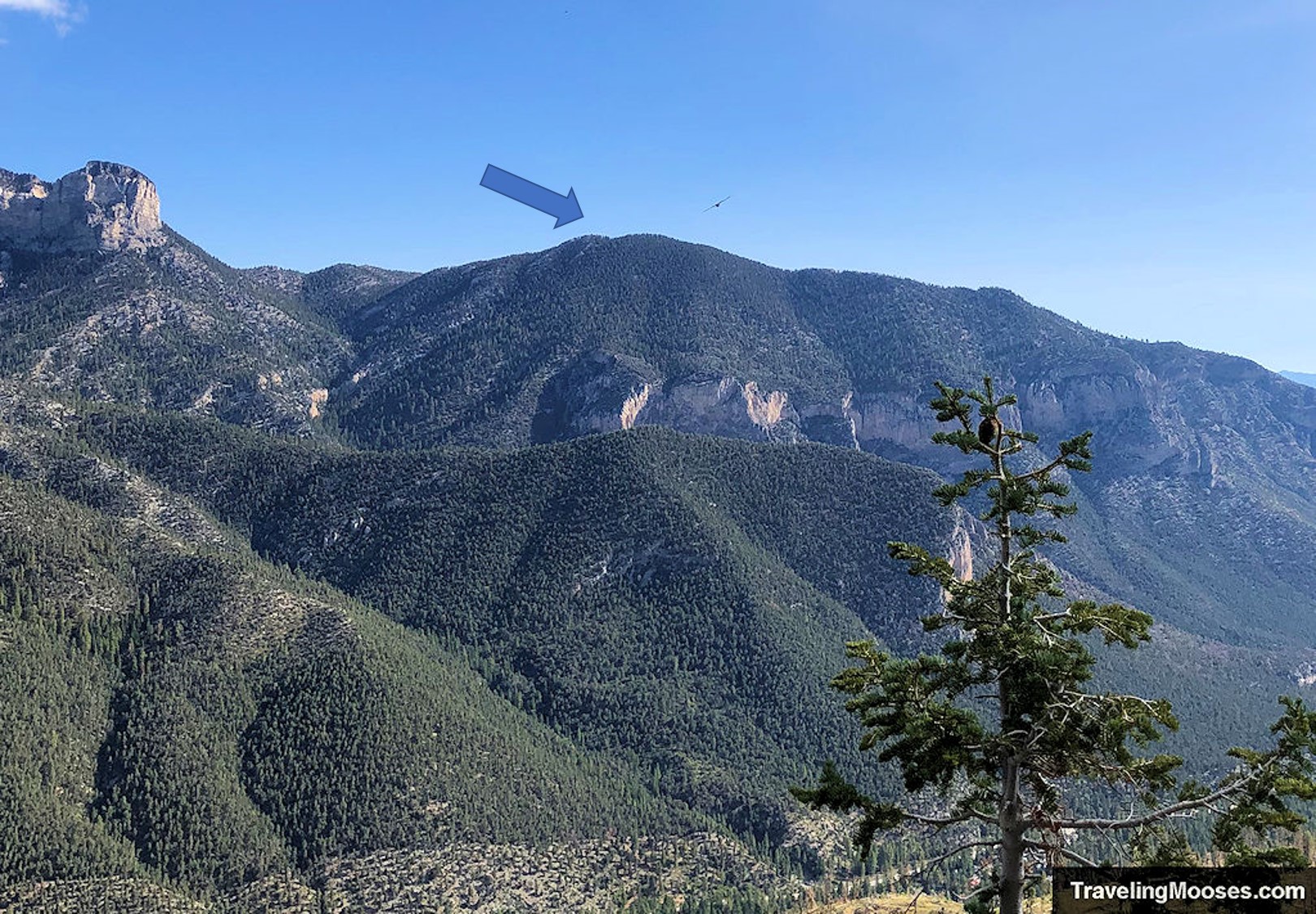 Hiking Fletcher Peak Trail, Mount Charleston, NV | Traveling Mooses