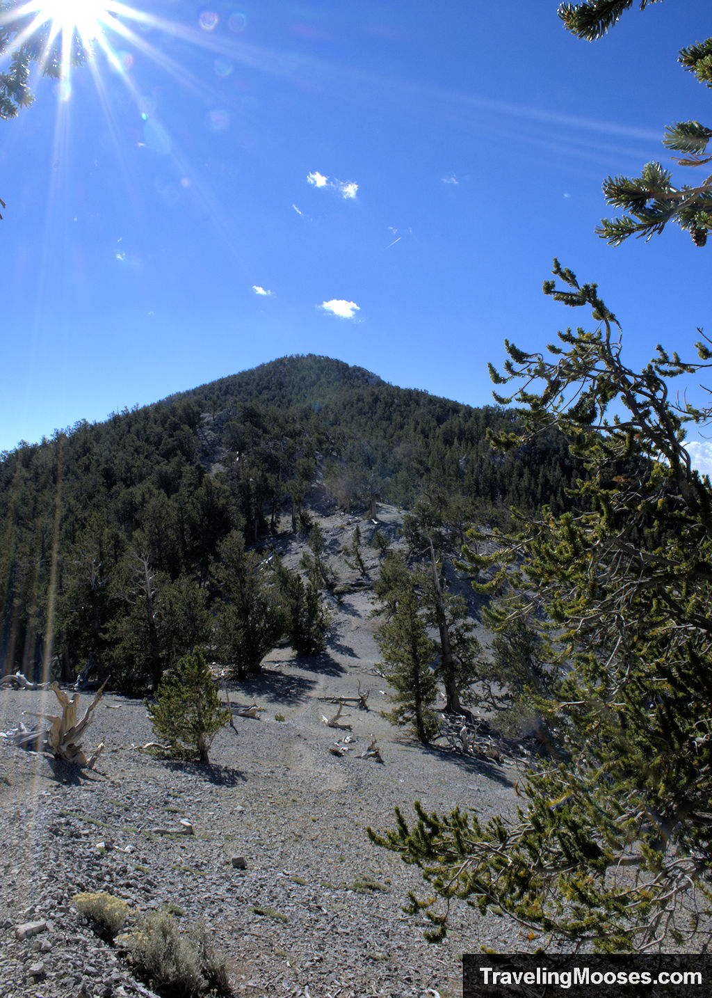 Hiking Fletcher Peak Trail, Mount Charleston, NV | Traveling Mooses