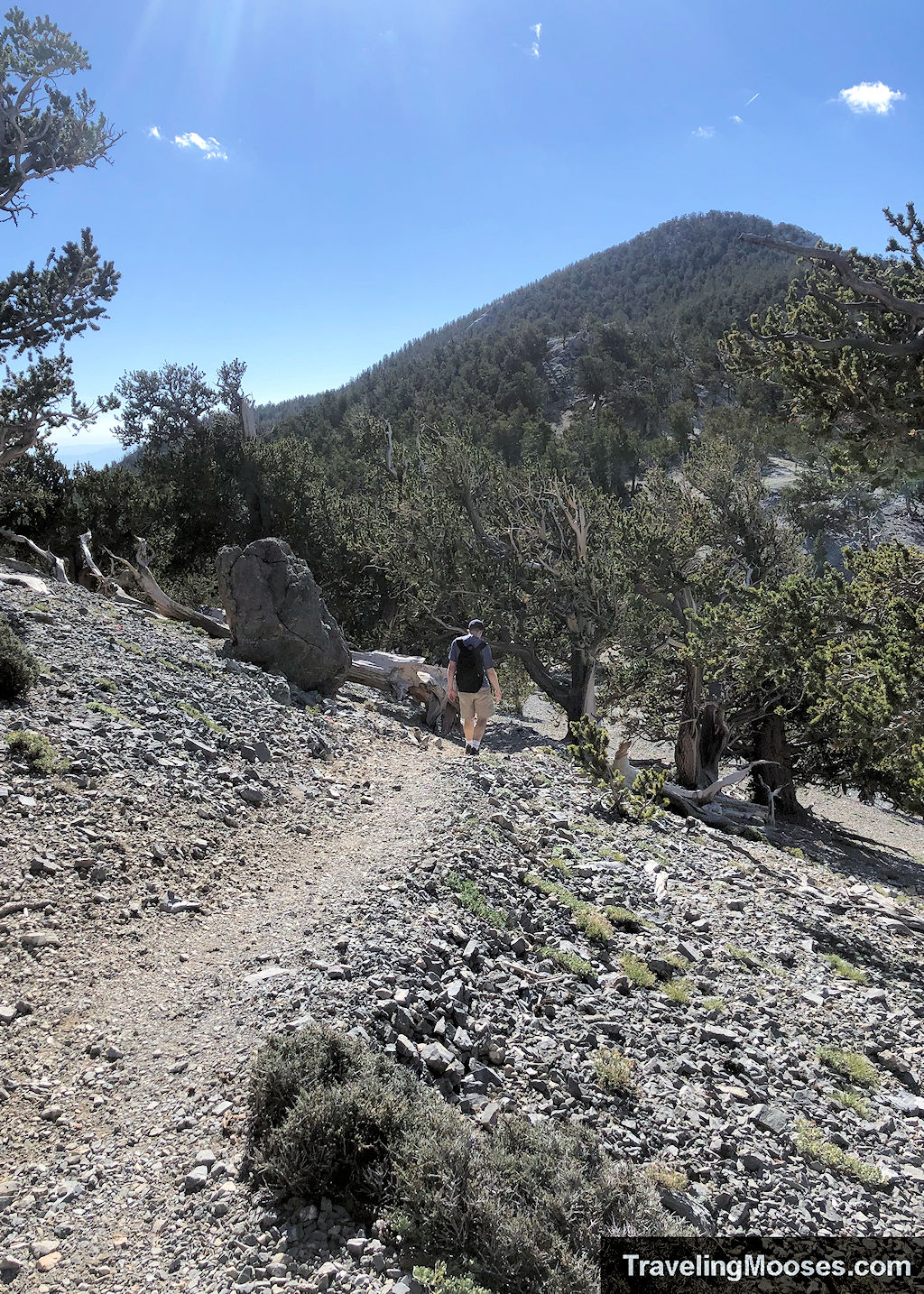 Hiking Fletcher Peak Trail, Mount Charleston, NV | Traveling Mooses