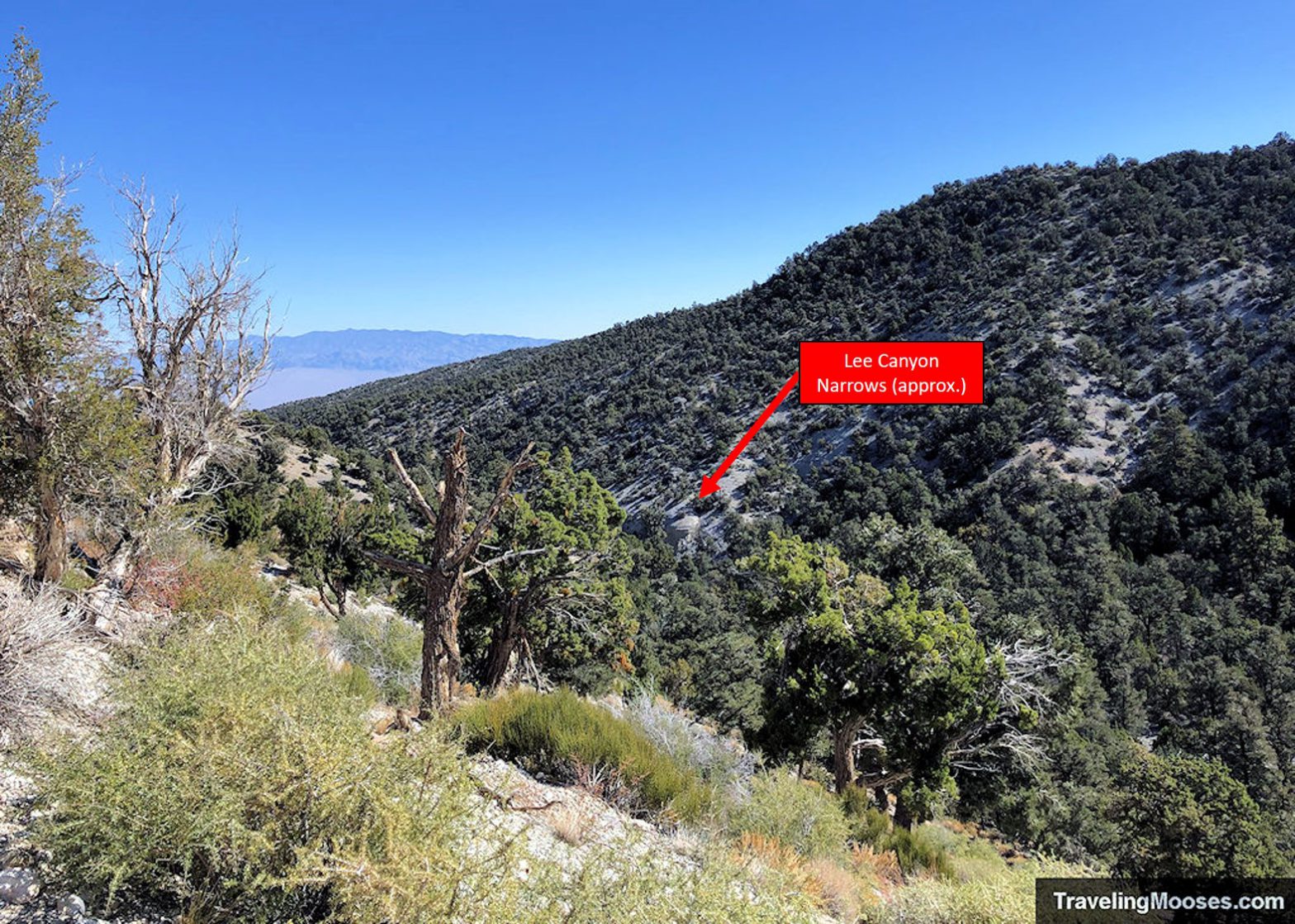 Lee Canyon Narrows from Blue Tree Trail | Traveling Mooses
