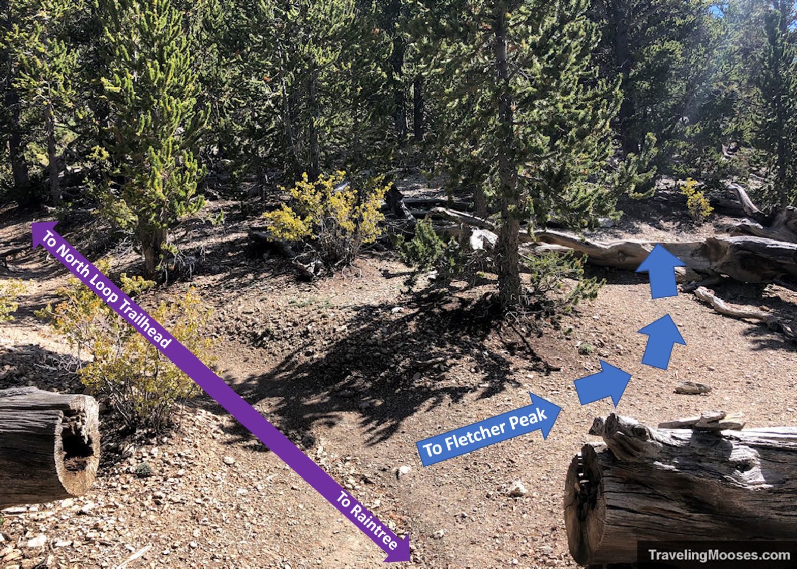 Hiking Fletcher Peak Trail, Mount Charleston, NV | Traveling Mooses