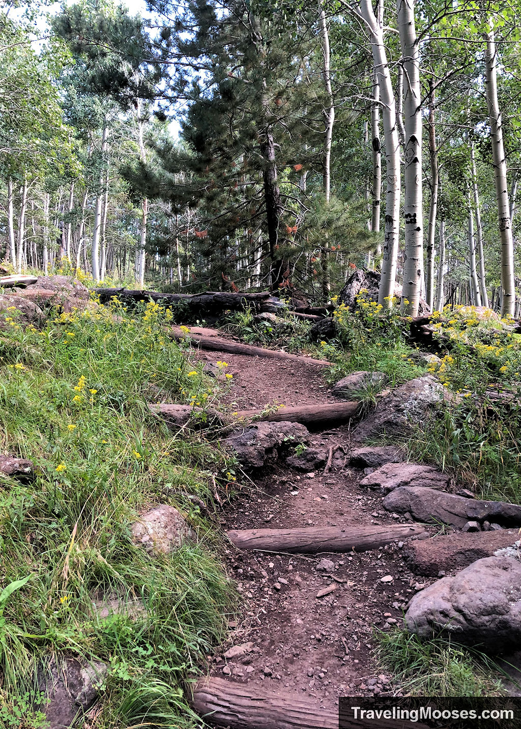 Hiking the Aspen Loop trail in Flagstaff, AZ | Traveling Mooses