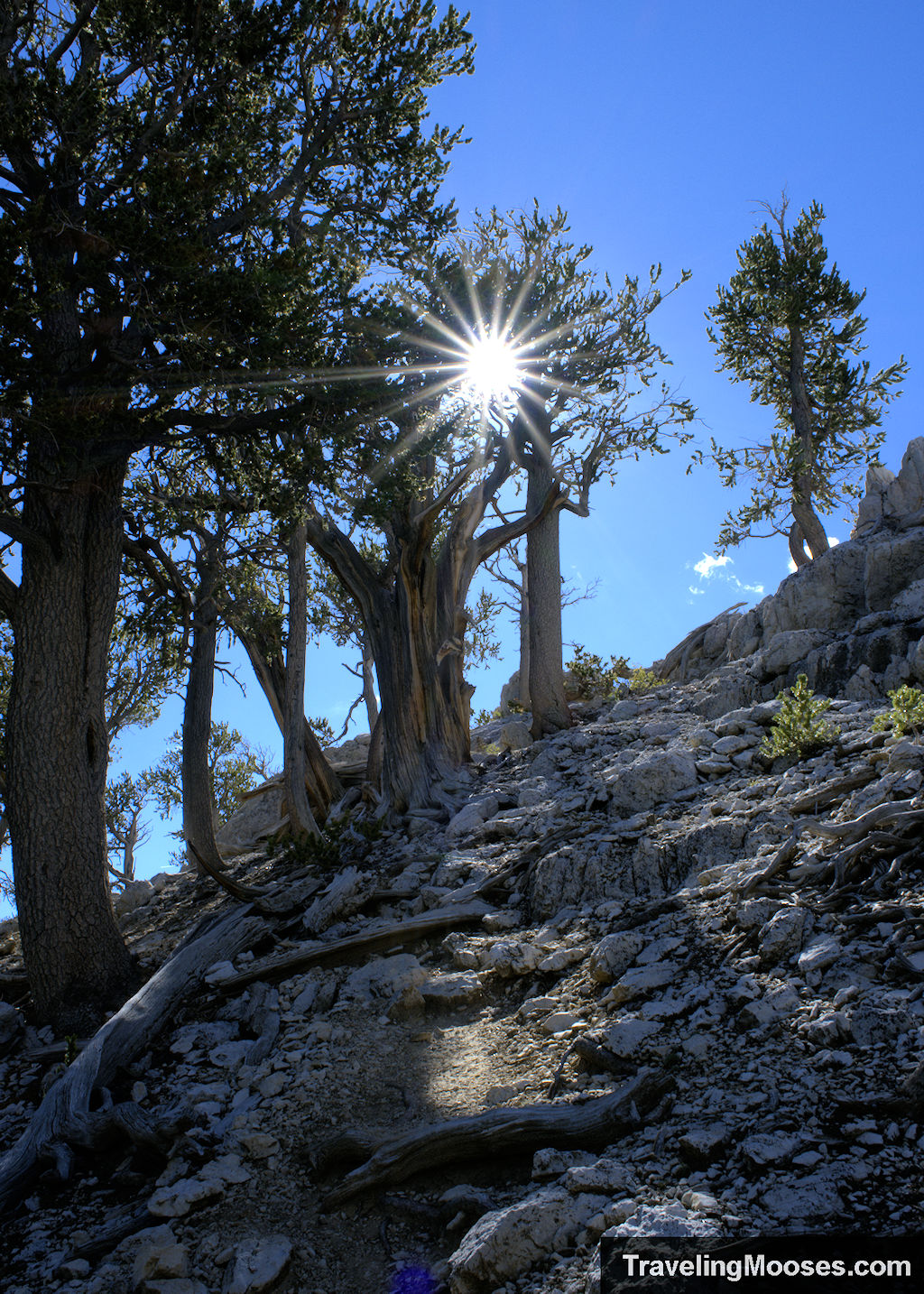 Hiking Fletcher Peak Trail, Mount Charleston, NV | Traveling Mooses