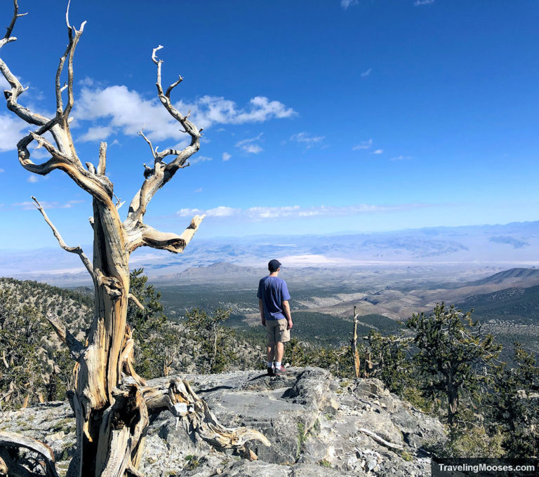 Hiking Fletcher Peak Trail, Mount Charleston, NV | Traveling Mooses