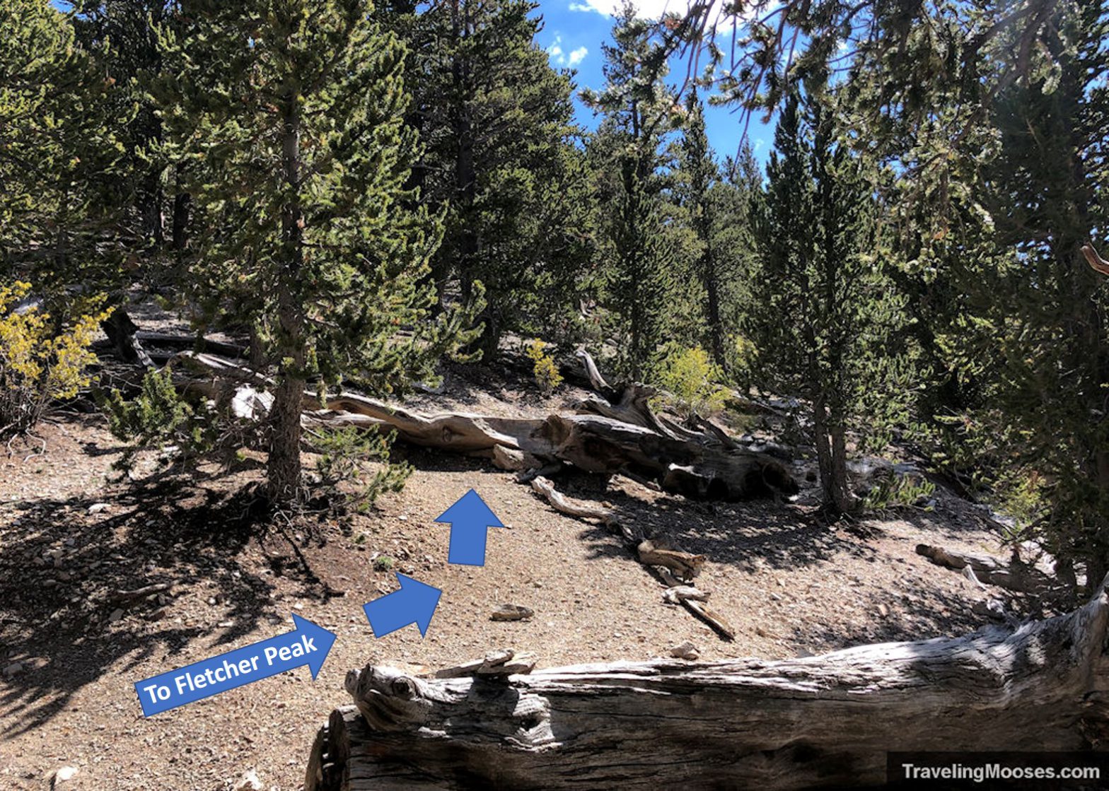 Hiking Fletcher Peak Trail, Mount Charleston, NV | Traveling Mooses