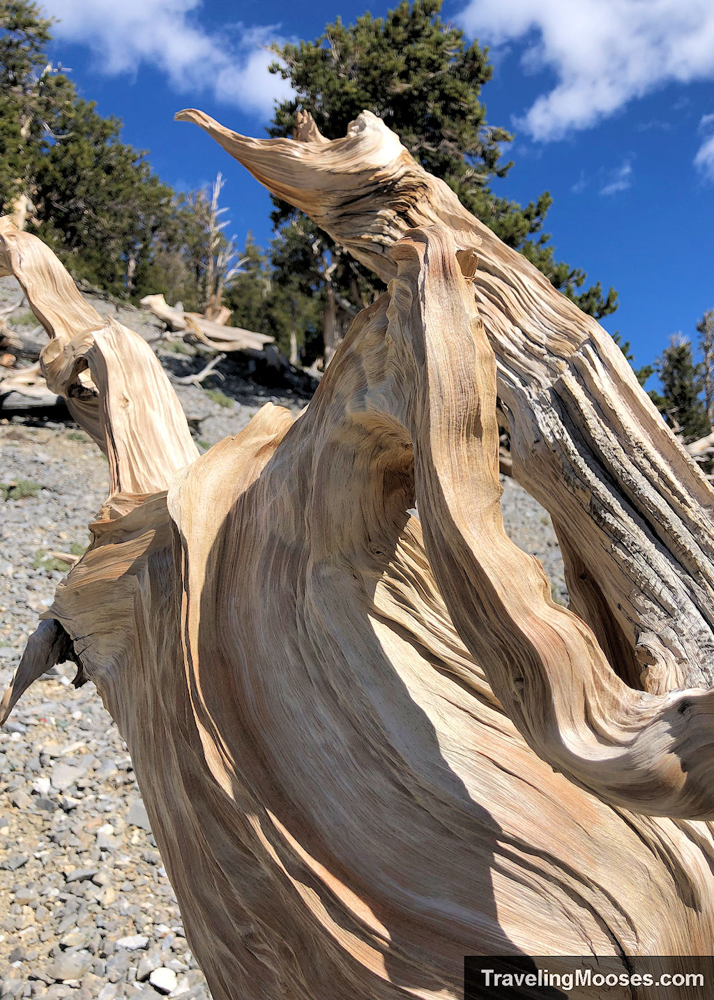 Hiking Fletcher Peak Trail, Mount Charleston, NV | Traveling Mooses