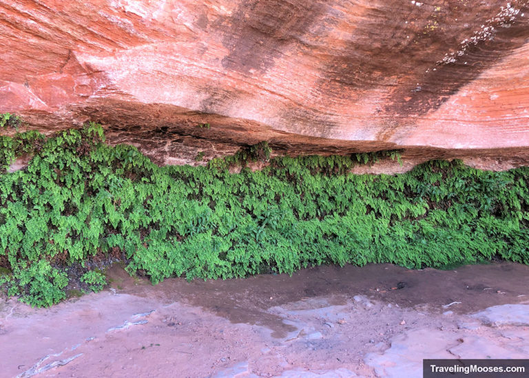 Hanging Garden Trail - A hidden gem in Page, Arizona