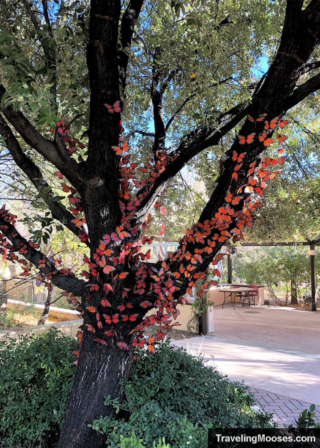 What makes the Springs Preserve a must-see in Las Vegas? | Traveling Mooses