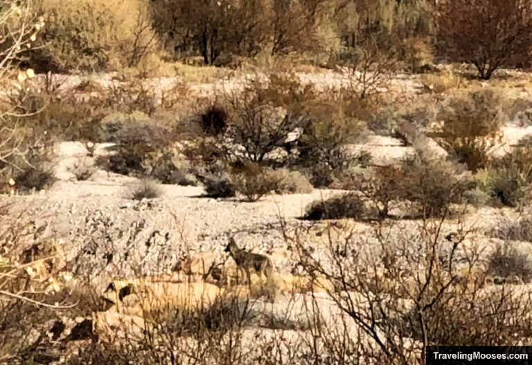 What makes the Springs Preserve a must-see in Las Vegas? | Traveling Mooses