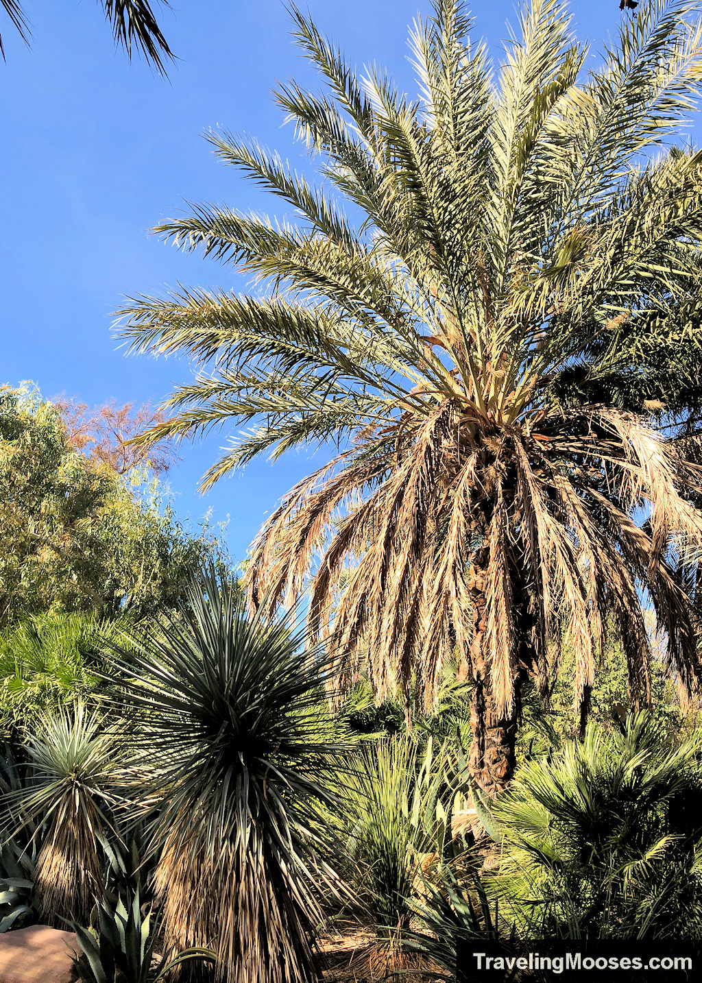 What makes the Springs Preserve a must-see in Las Vegas? | Traveling Mooses